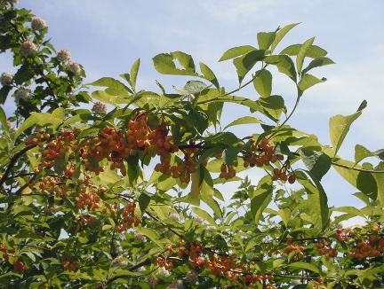 Indian Plum – Wildlife Center of the North Coast